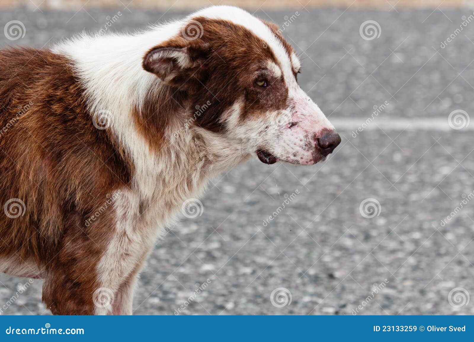 Abandoned lone dog stock image. Image of doggy, cute - 23133259