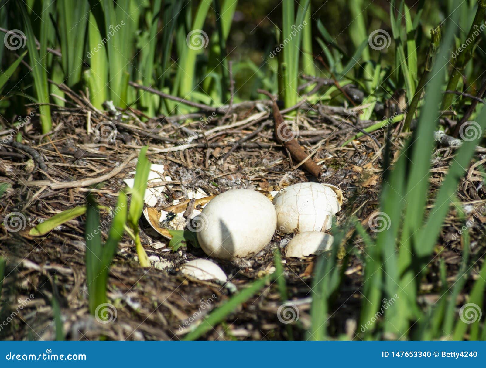 Canada Goose Nest Filled with Shells and Leftover Eggs. Stock Photo ...