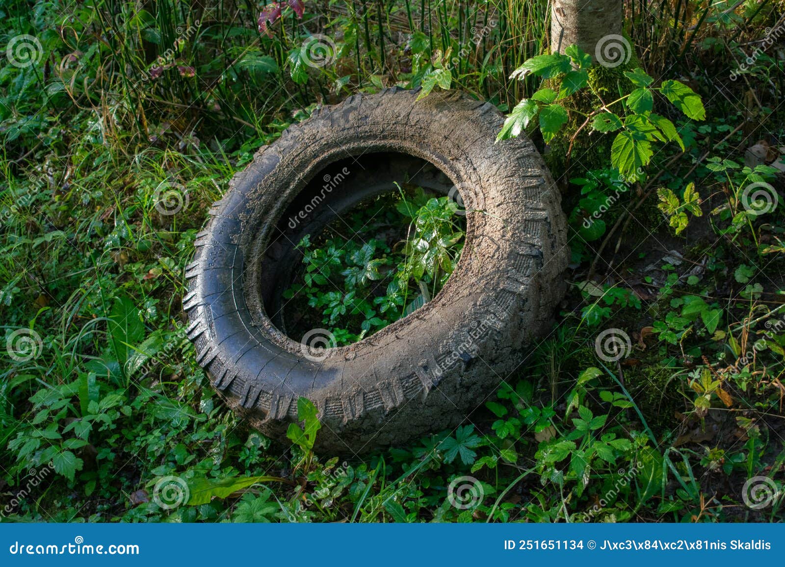 Abandoned Old Dirty Tire in Green Forest Stock Photo - Image of decay ...