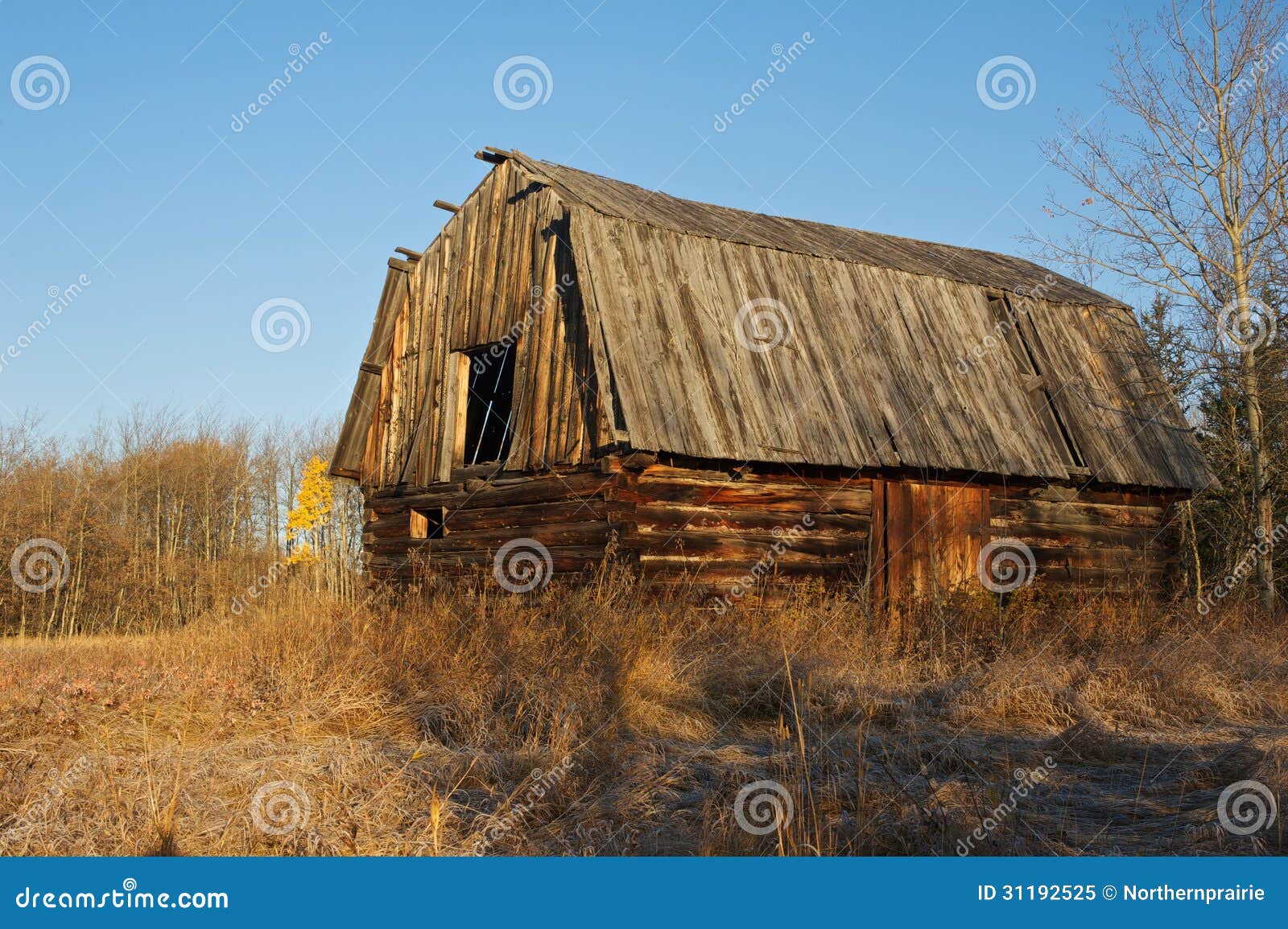 Abandoned Old Log Barn in Fall Stock Image - Image of building ...