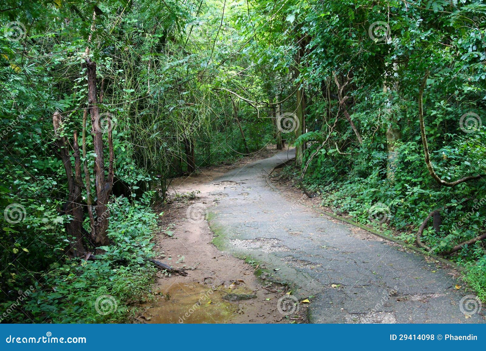 Abandoned Path To the Jungle Stock Photo - Image of mysterious, nature ...