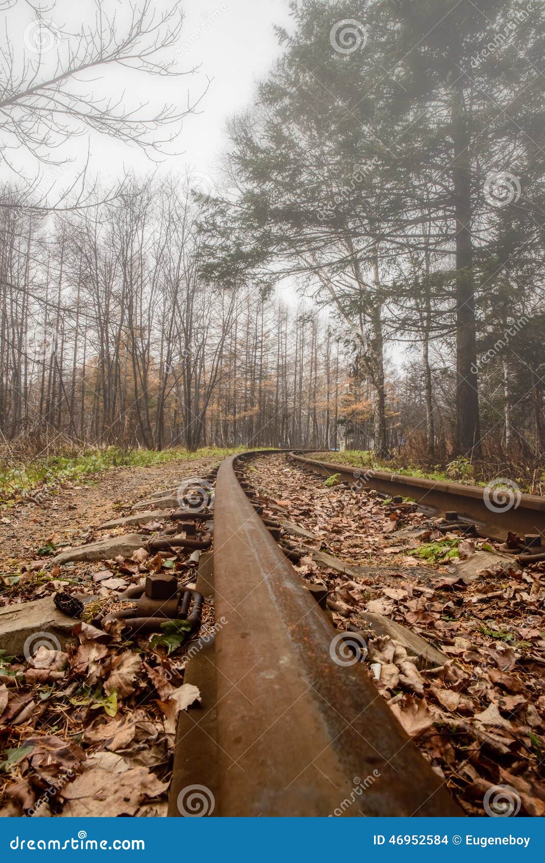 Abandoned Railroad in the Woods Stock Photo - Image of nature, mist ...