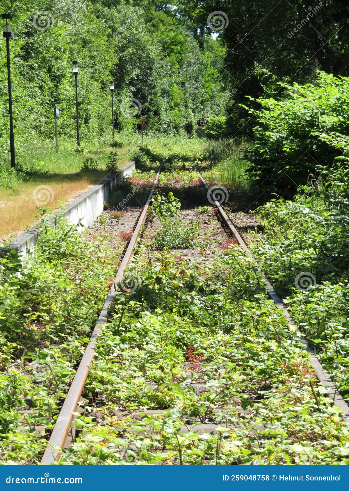 Abandoned Railway Tracks are Overgrown with Grass and Trees. Stock ...