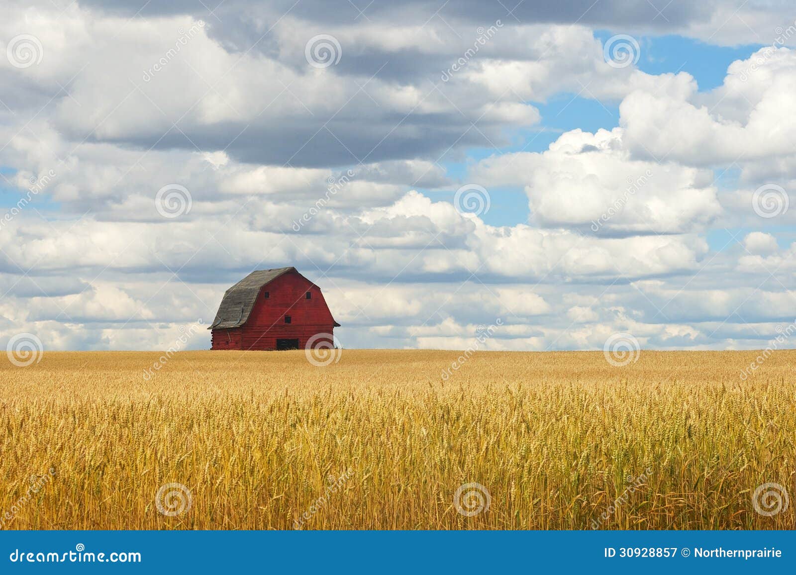 Abandoned Rd Barn in Wheat Field Stock Image - Image of wheat, farm ...