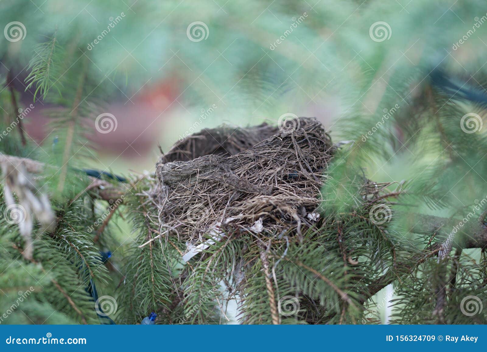 22,375 Deciduous Pine Tree Stock Photos - Free & Royalty-Free Stock ...