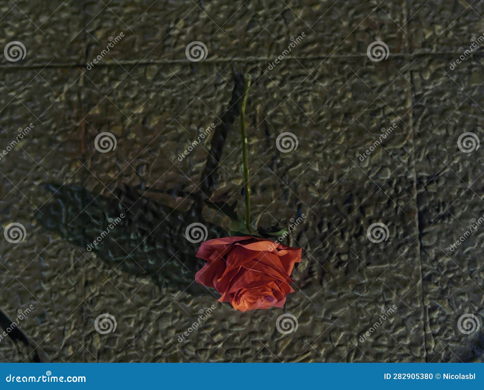 Abandoned Rose on the Ground Stock Photo - Image of invertebrate, rock ...