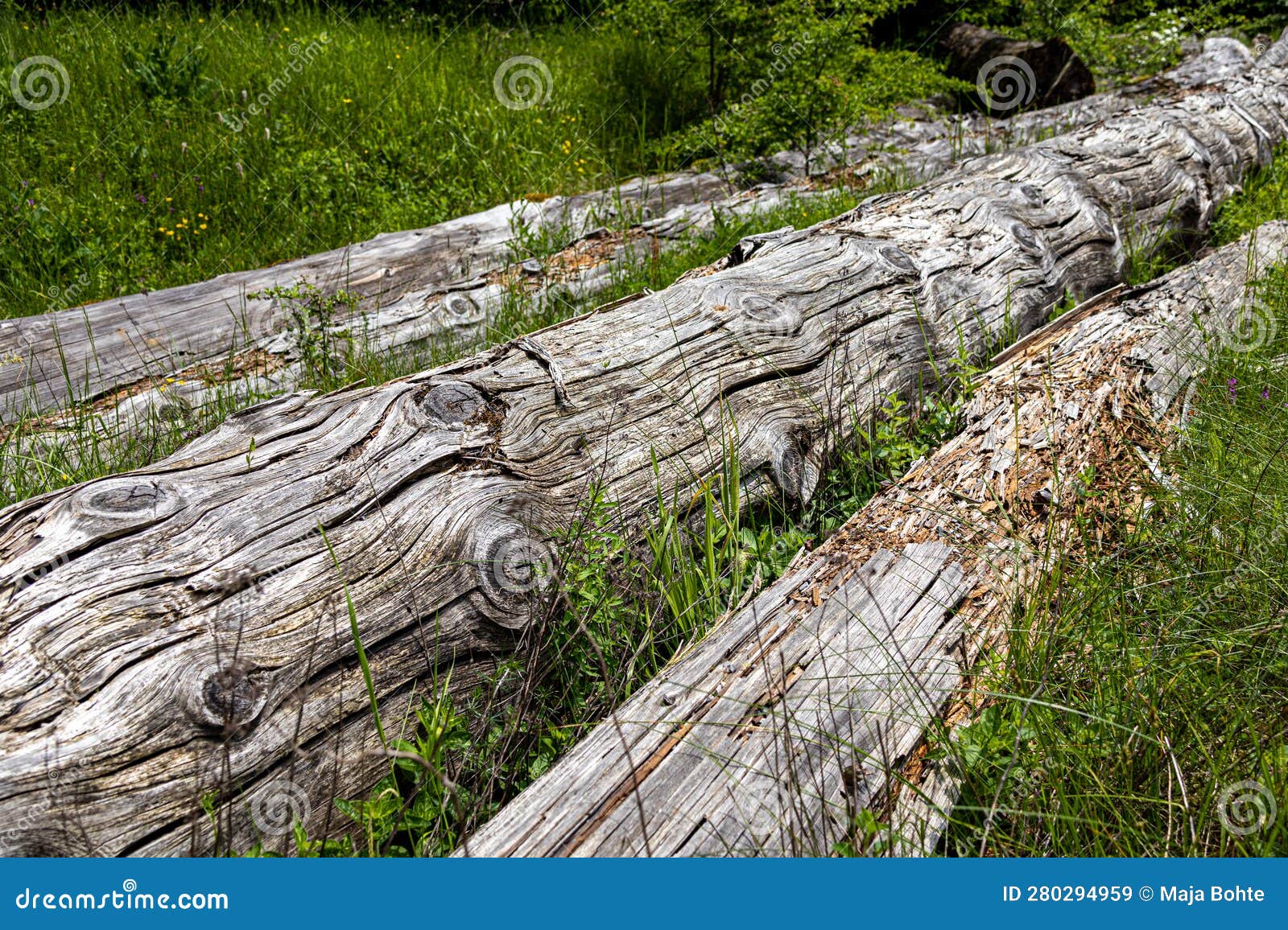 Abandoned Tree Trunks in Forest Stock Image - Image of colorful, nature ...