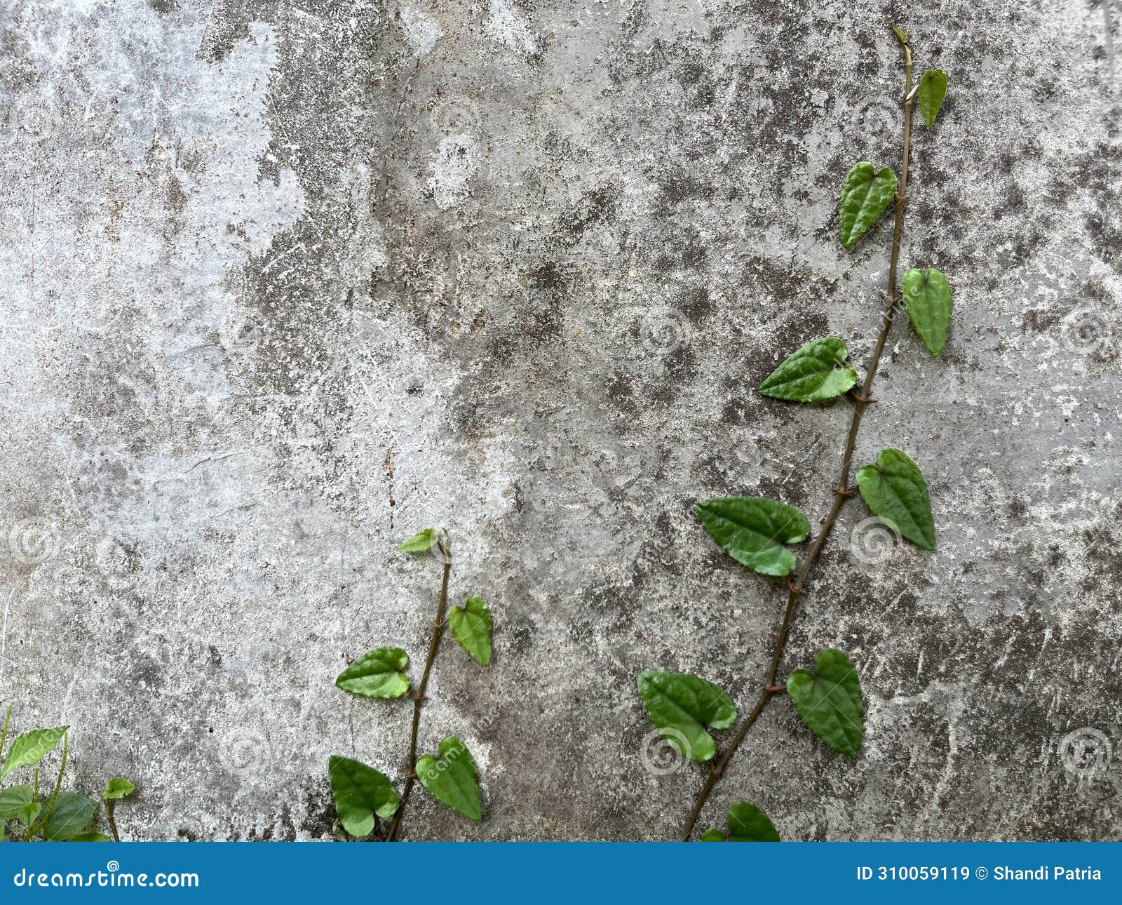 Abandoned Rusty Doors and Mossy Walls Stock Image - Image of rust, door ...