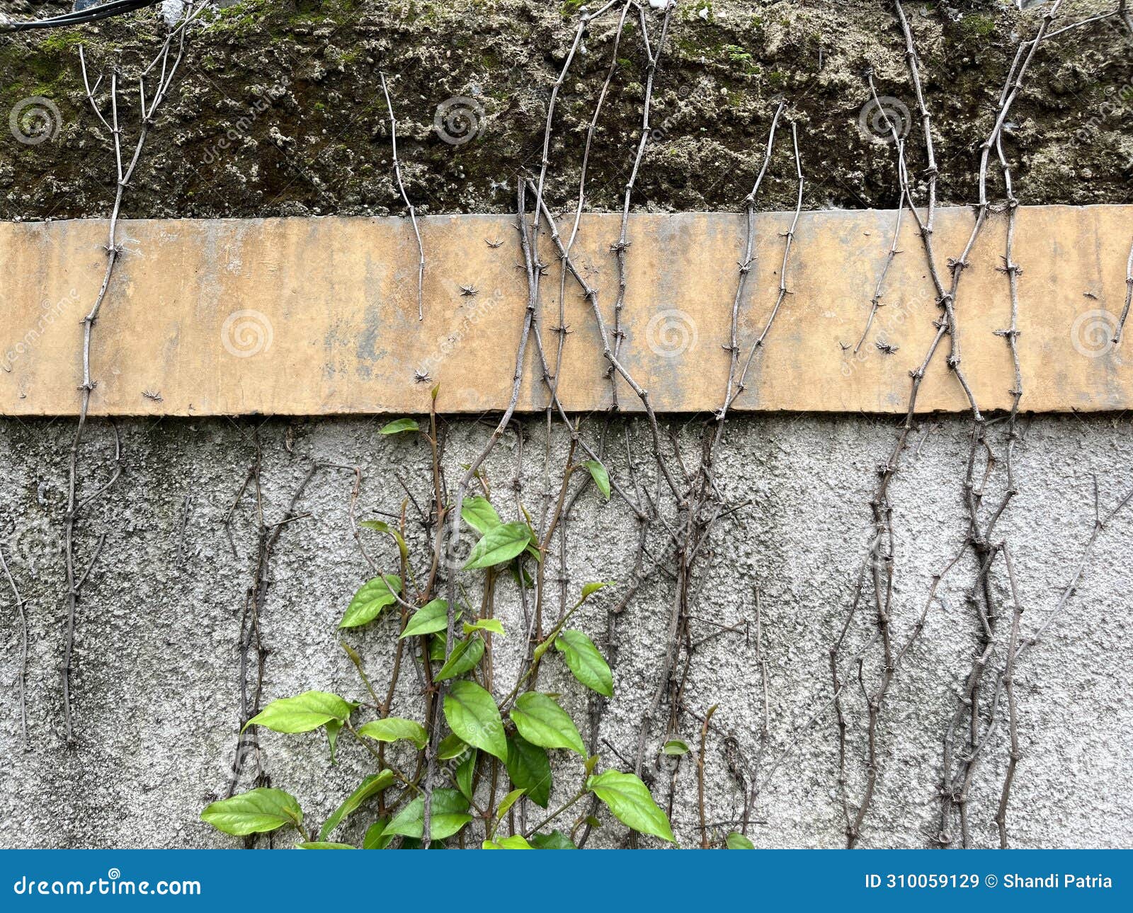 Abandoned Rusty Doors and Mossy Walls Stock Image - Image of vines ...