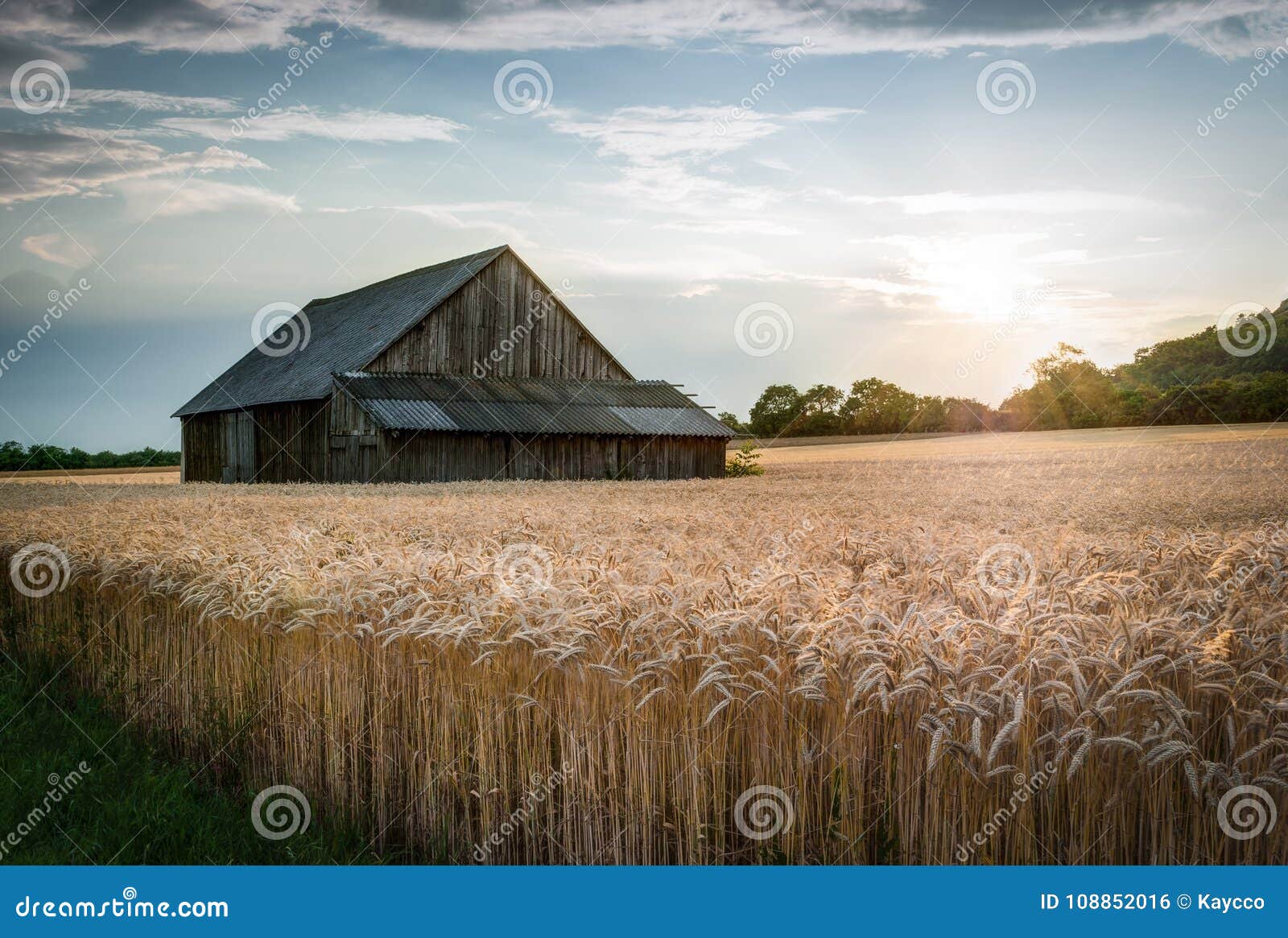 Abandoned Shack in the Field Stock Photo - Image of cereals, empty ...
