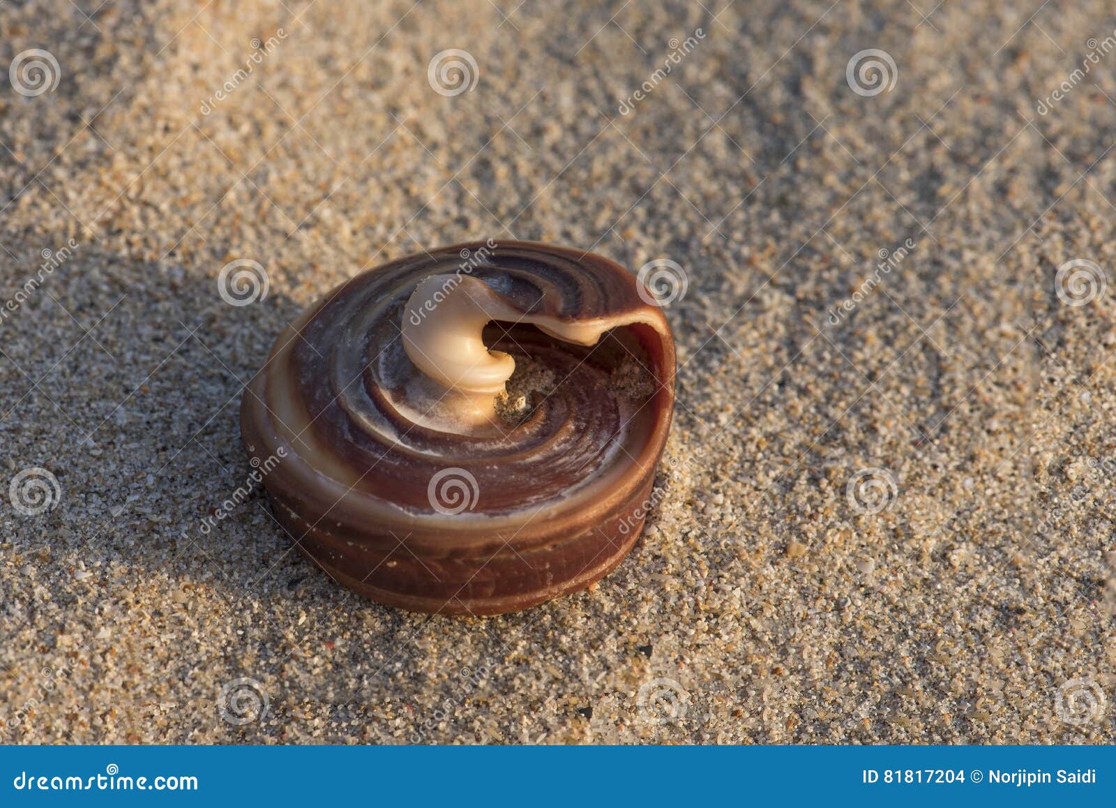 Abandoned shell stock photo. Image of abandoned, nature - 81817204