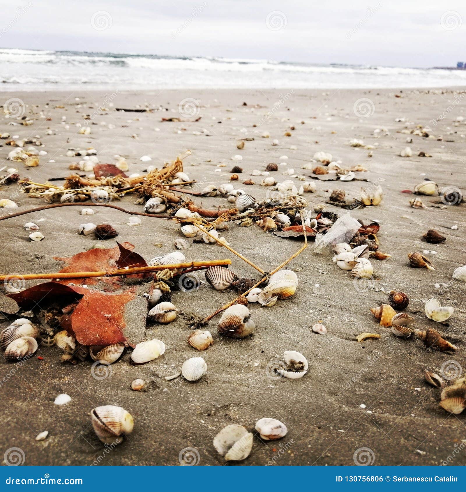 Abandoned Shells on the Beach Stock Photo - Image of shells, stone ...