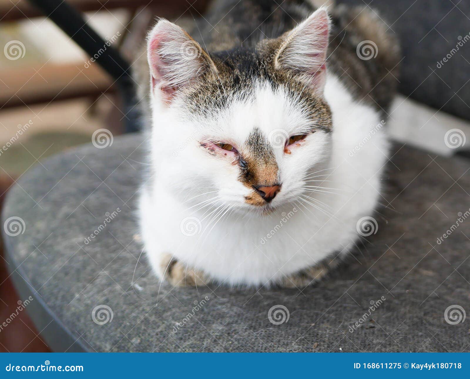Abandoned Sick Cat. with Troubled Eyes. Abandoned Cat Stock Image ...