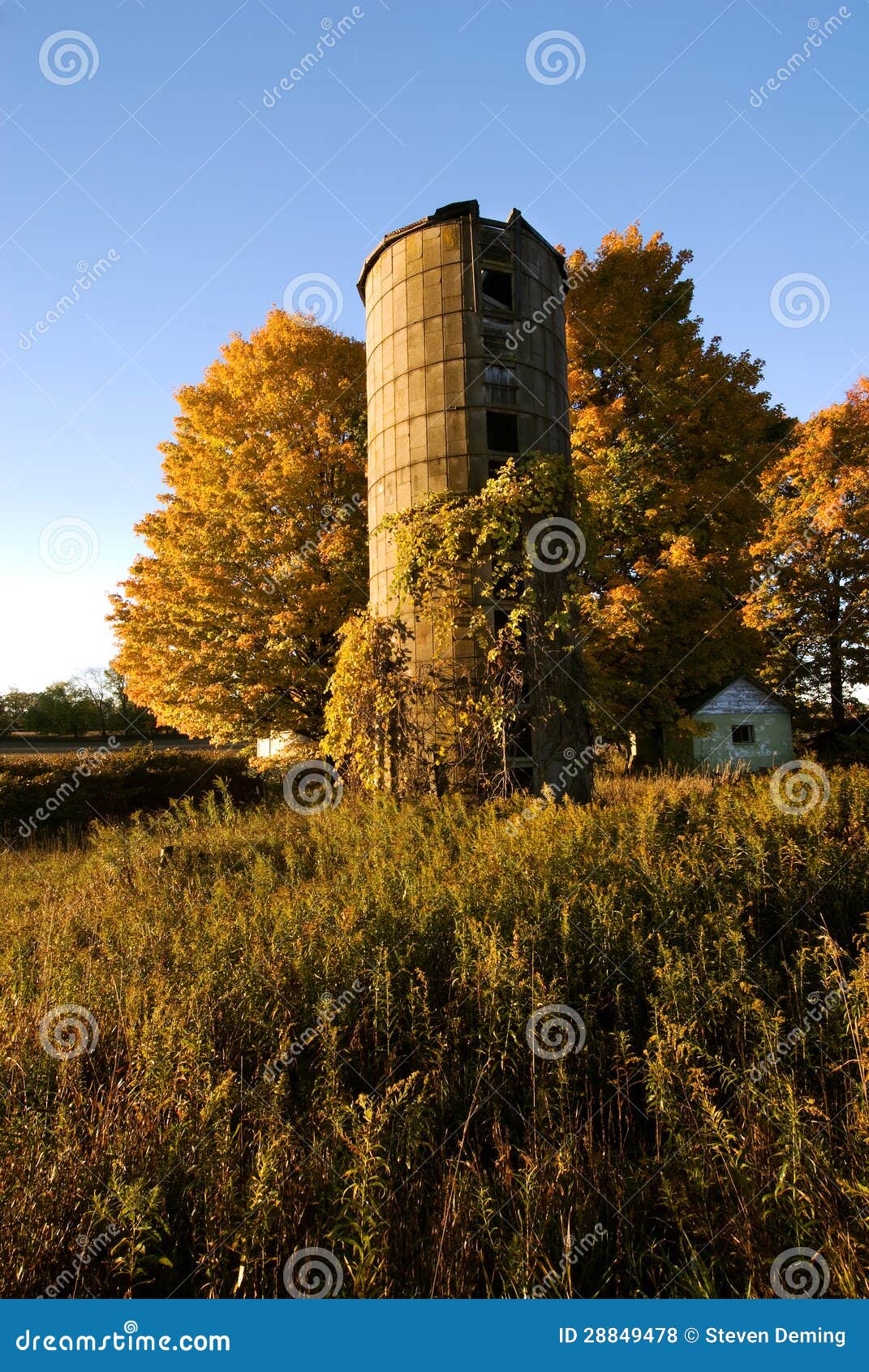 Abandoned Silo and Maple Trees Stock Photo - Image of building, blue ...