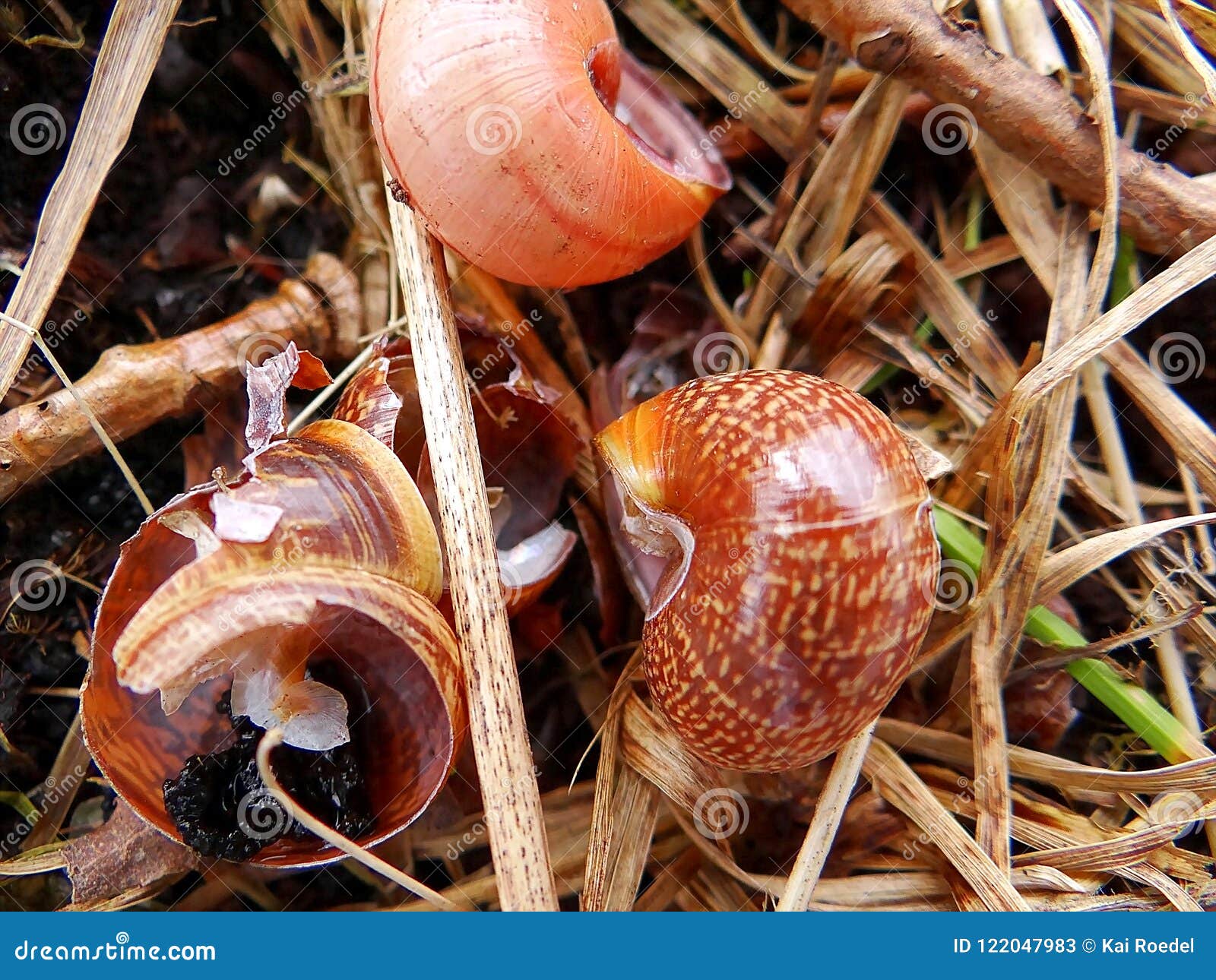 Abandoned snail shells stock image. Image of shell, hiking - 122047983