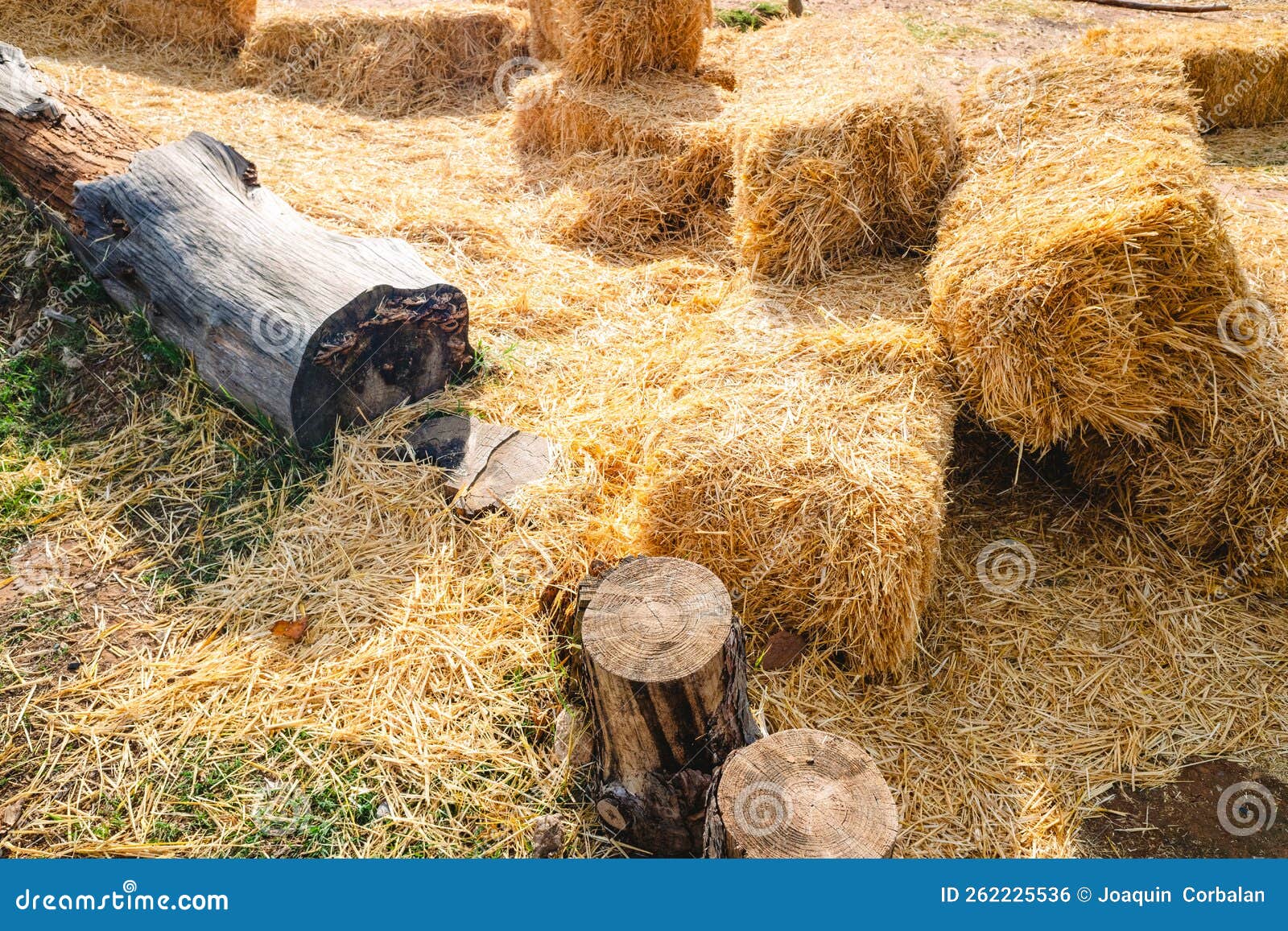 Abandoned Straw Bale As Fodder for Rural Cattle Stock Photo - Image of ...