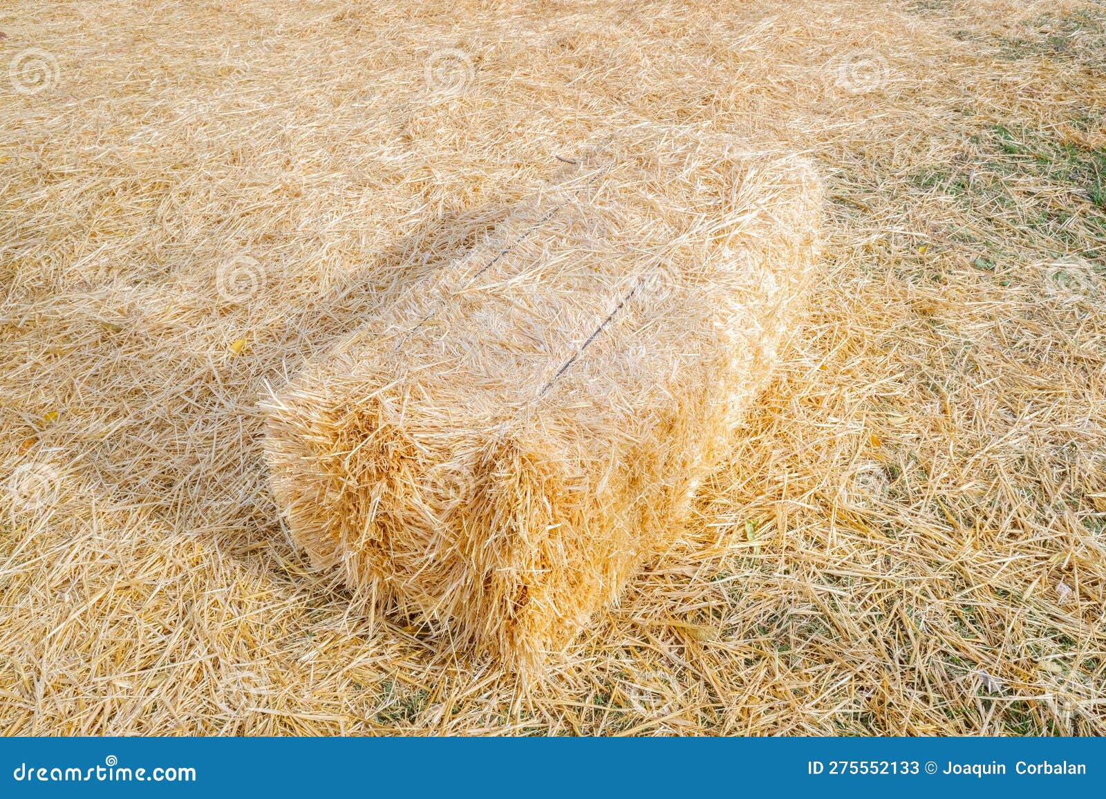 Abandoned Straw Bale As Fodder for Rural Cattle Stock Image - Image of ...