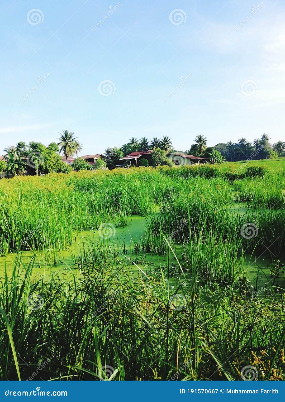 Abandoned Swamp Near Paddy Field Stock Image - Image of field, swamp ...
