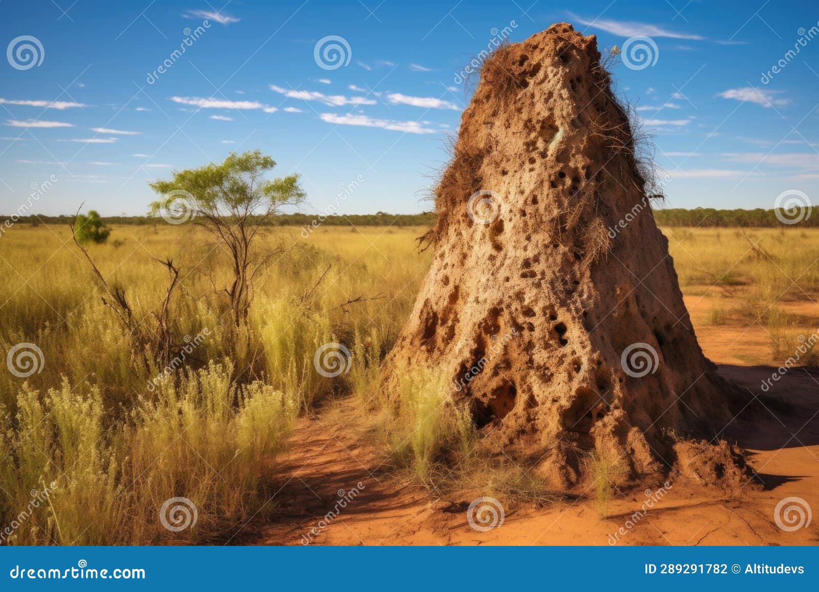 Abandoned Termite Mound Overtaken by Nature Stock Photo - Image of ...