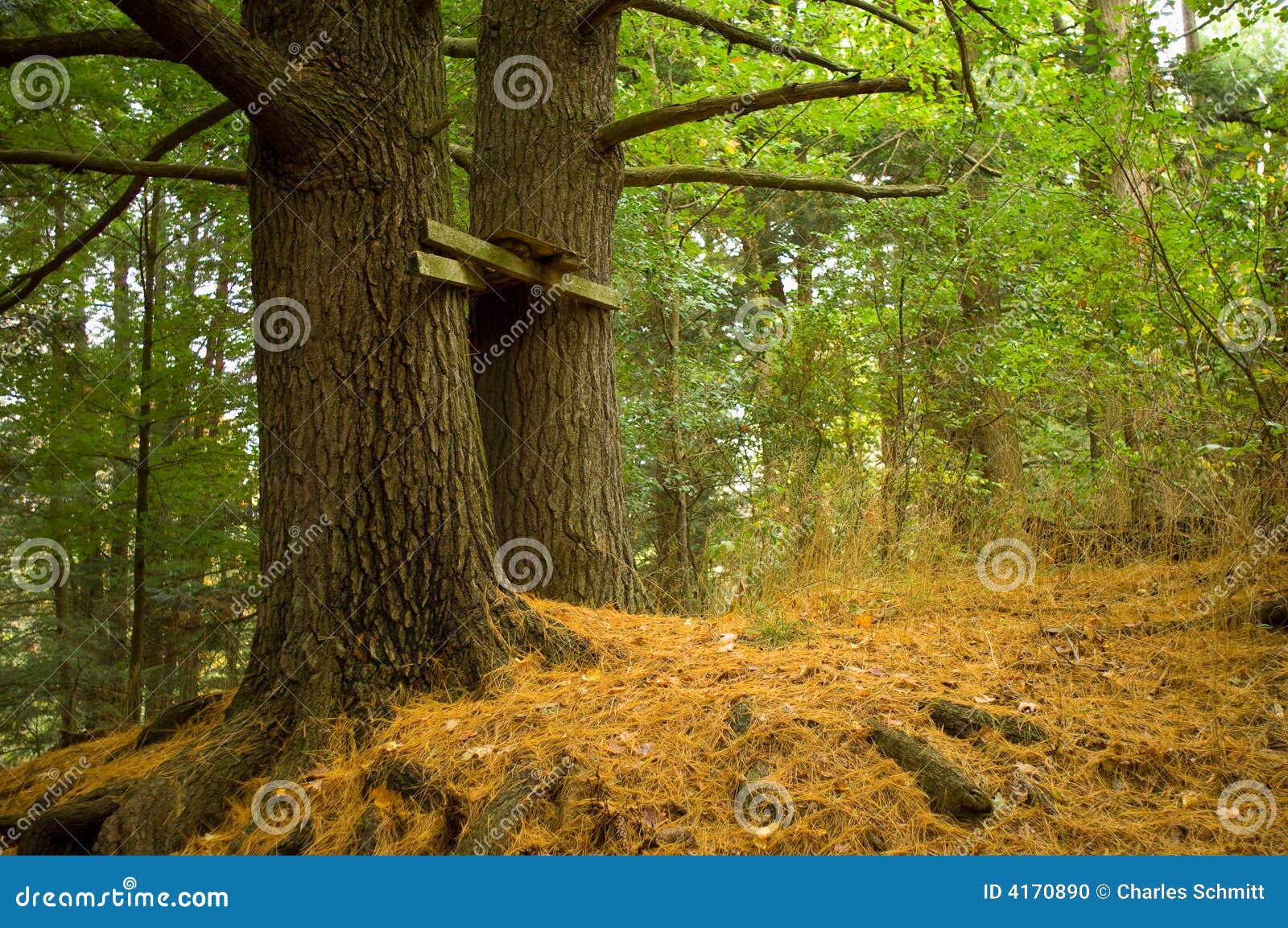 Abandoned Tree Fort stock photo. Image of white, green - 4170890