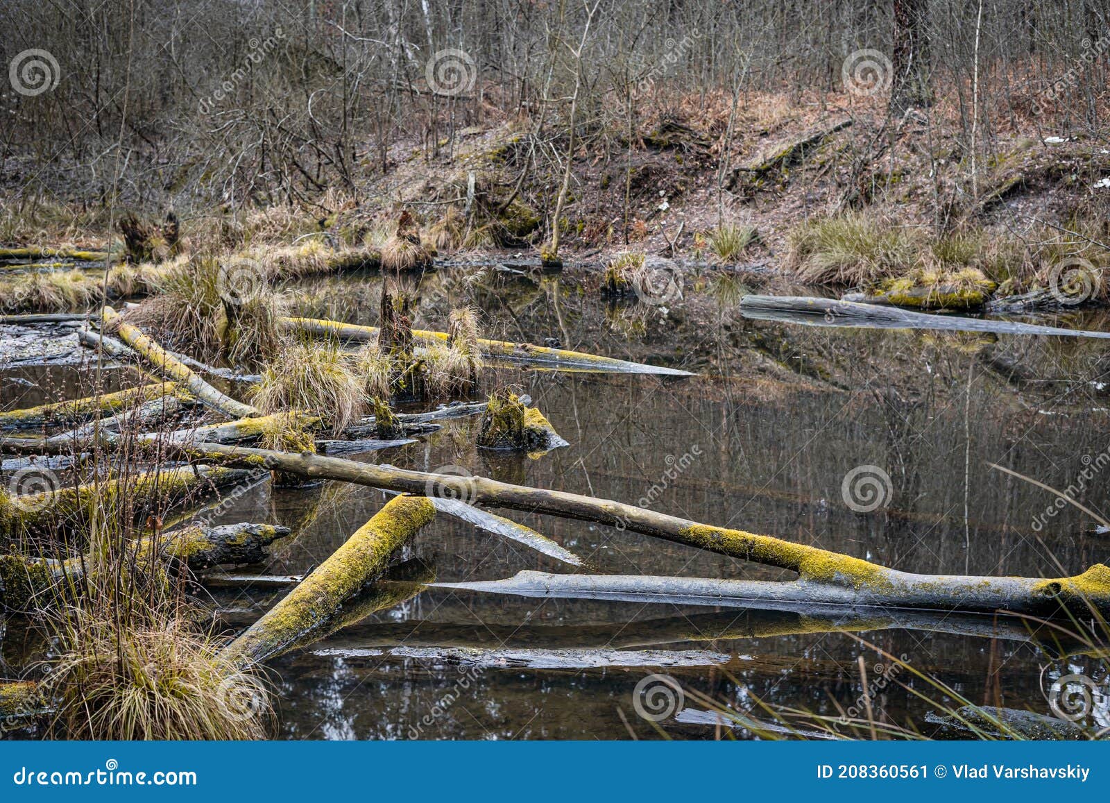 Abandoned Unkempt Pond with Fallen Trees Covered with Moss in the ...