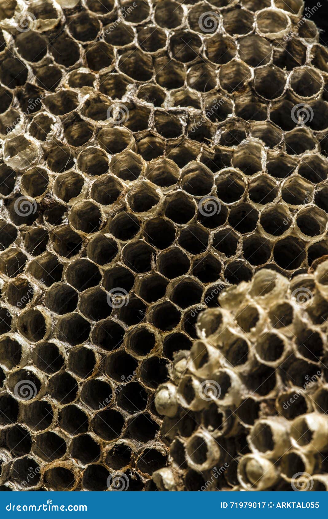 Abandoned Wasp hive cells stock image. Image of hive - 71979017