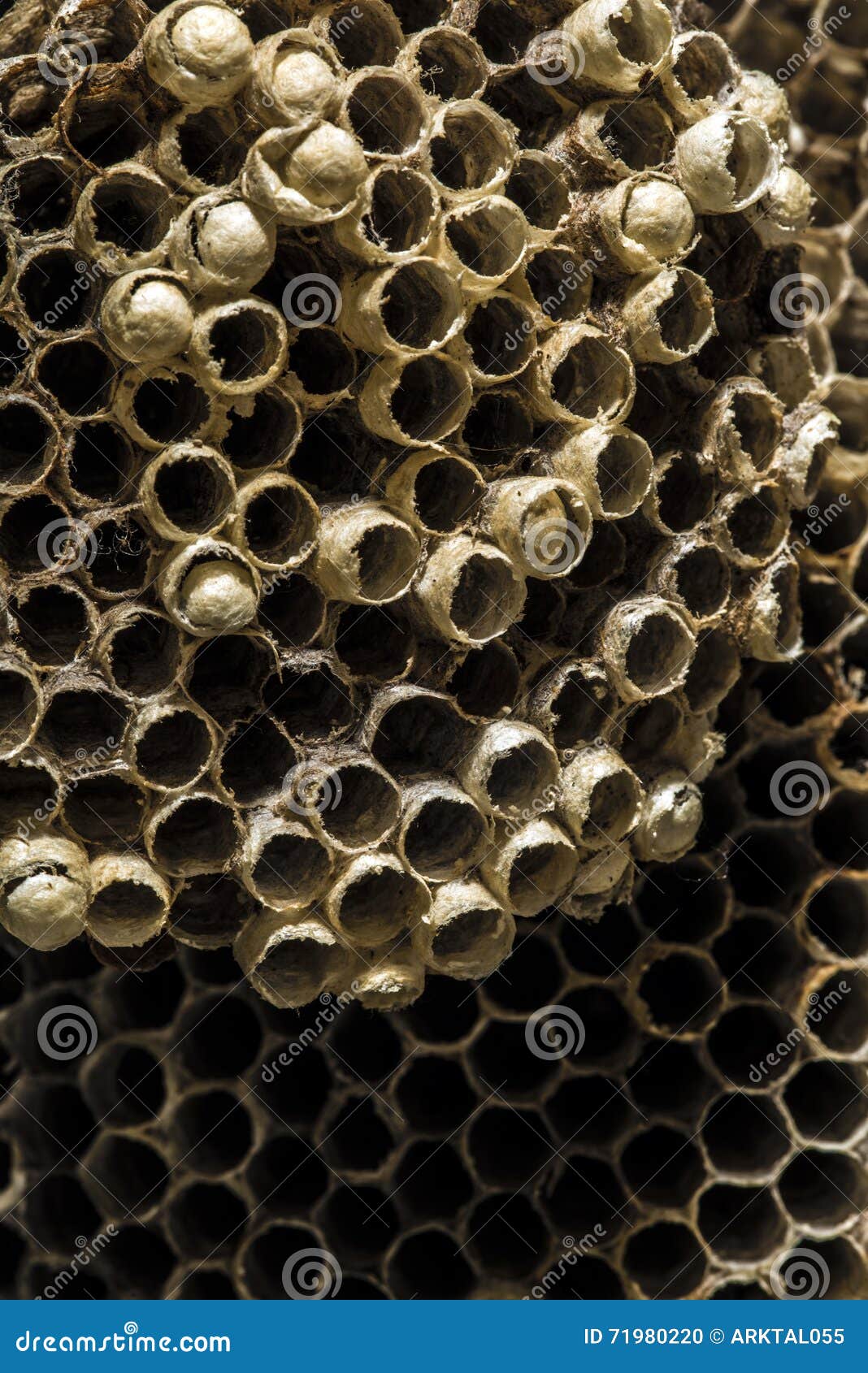 Wasp On The Cells Royalty-Free Stock Photography | CartoonDealer.com ...