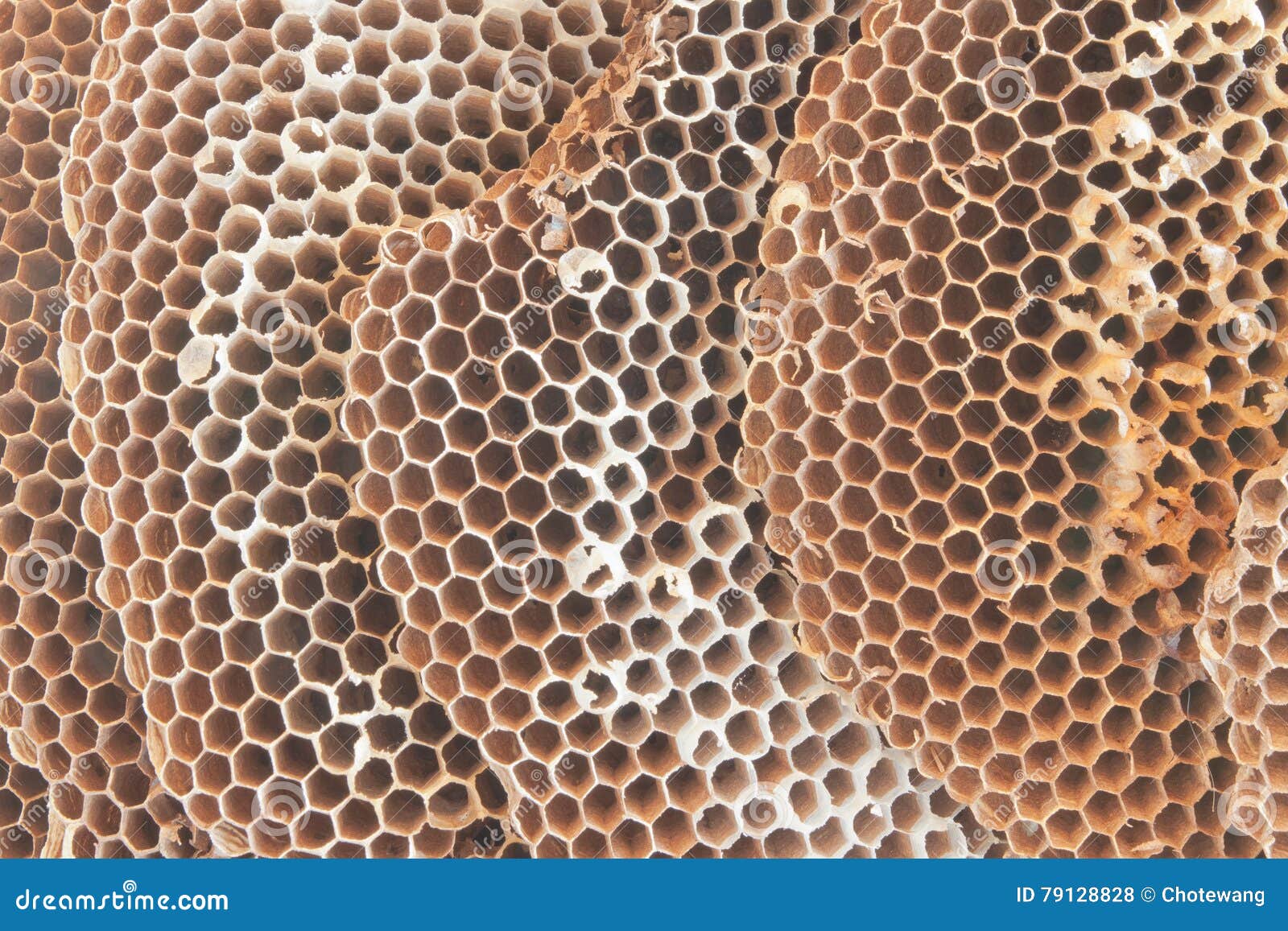 Abandoned wasp nest stock photo. Image of home, closeup - 79128828