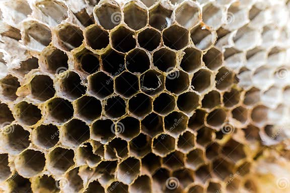 Wasp nest comb. stock photo. Image of flower, arthropod - 362416474