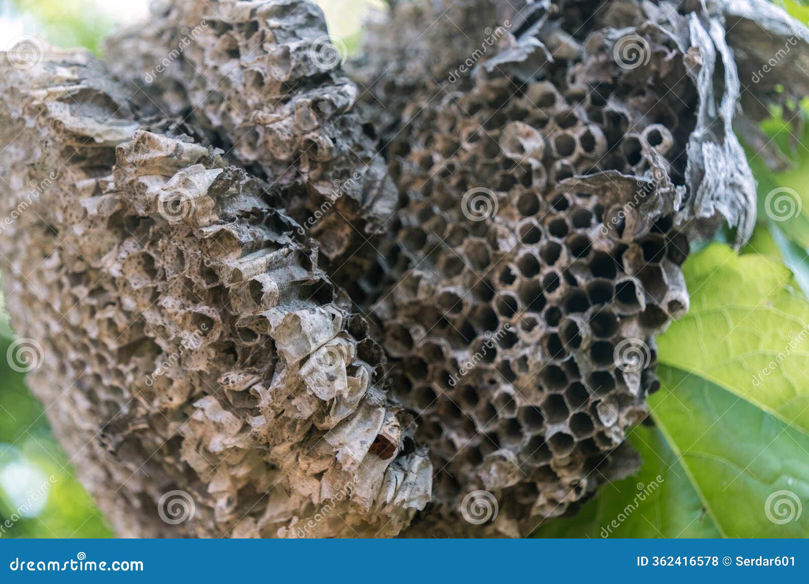 Wasp nest comb. stock photo. Image of bumblebee, invertebrate - 362416578