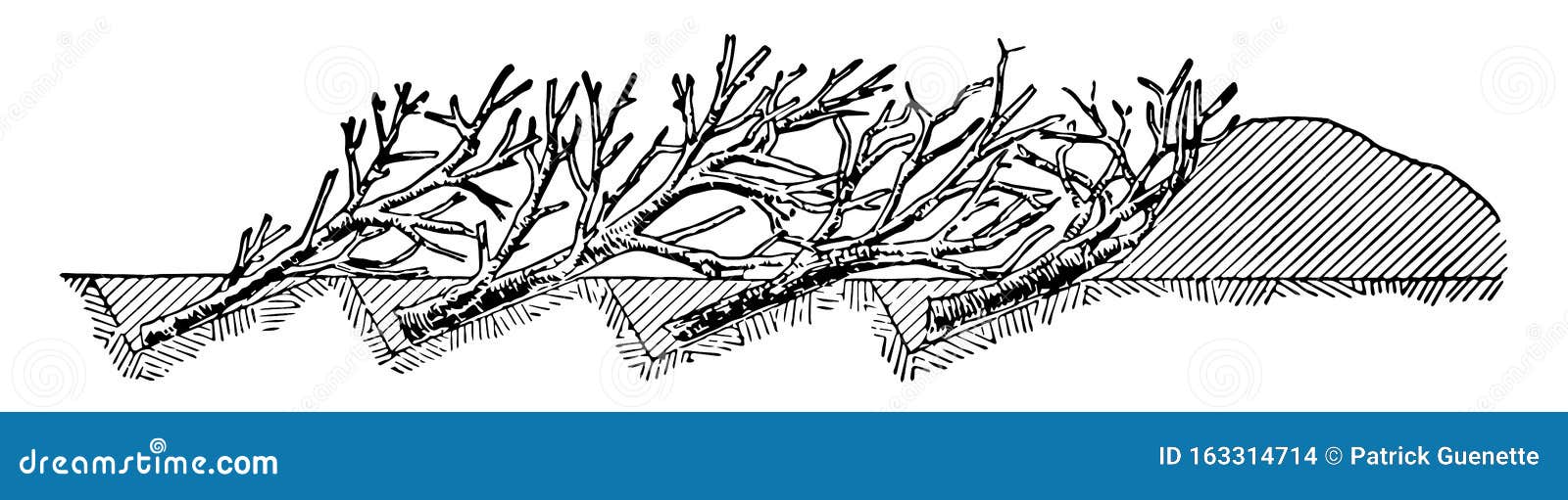 Abatis, Vintage Illustration Stock Vector - Illustration of engraved ...