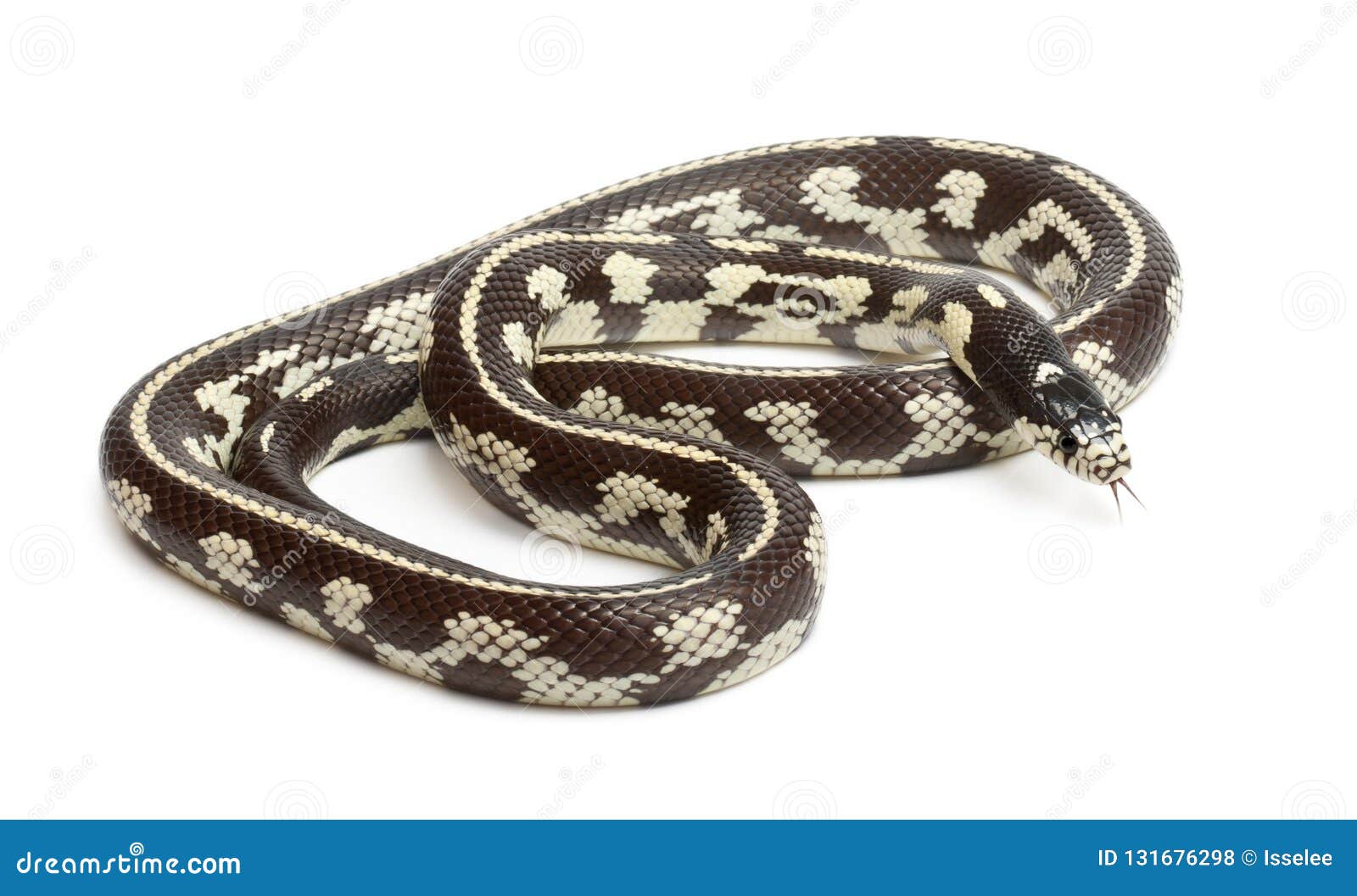 Abberant Eastern Kingsnake or Common Kingsnake, Lampropeltis Getula ...