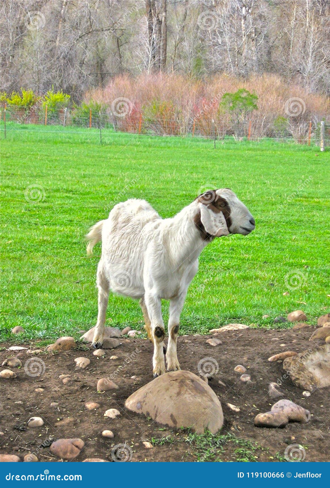 Abbiamo Ottenuto La Vostra Capra Fotografia Stock - Immagine di carino ...