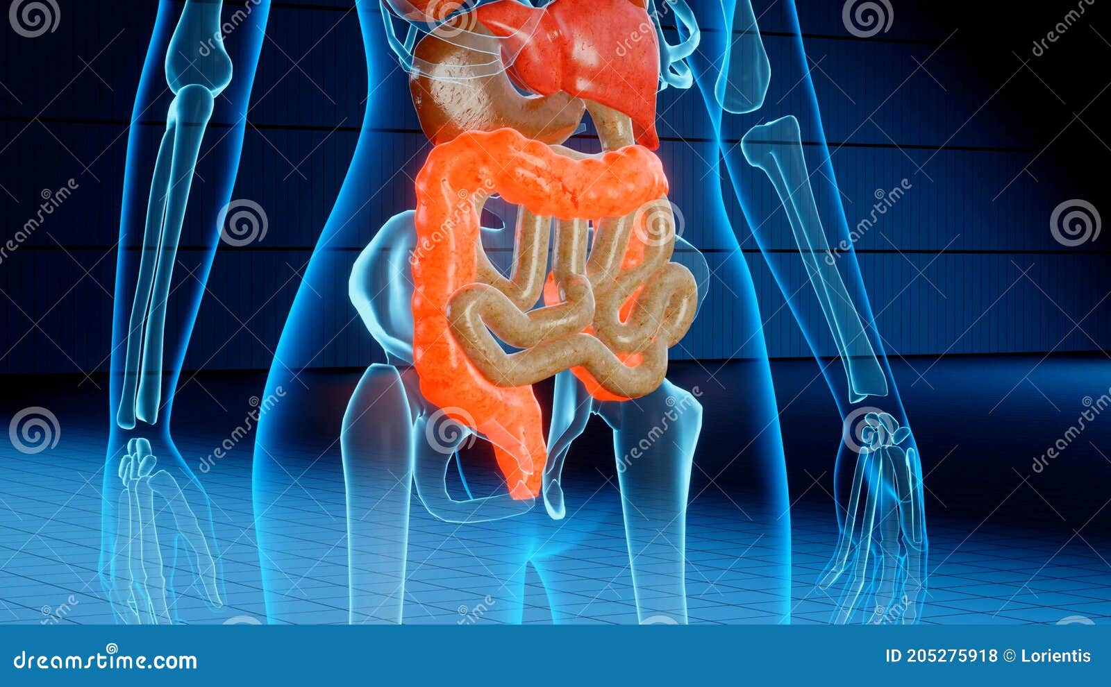 Abbildung 3d der Darm stock abbildung. Illustration von skelett - 205275918