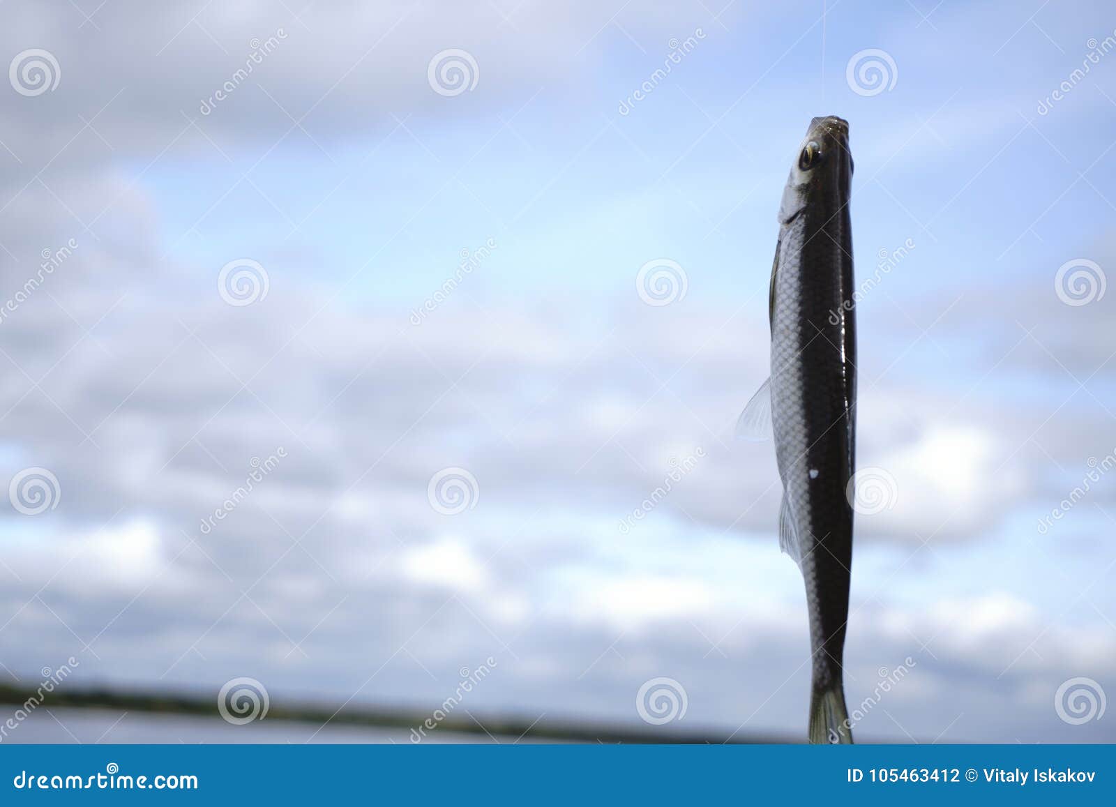 Abbondanza Di Piccolo Pesce Nello Stagno Verde Fotografia Stock ...