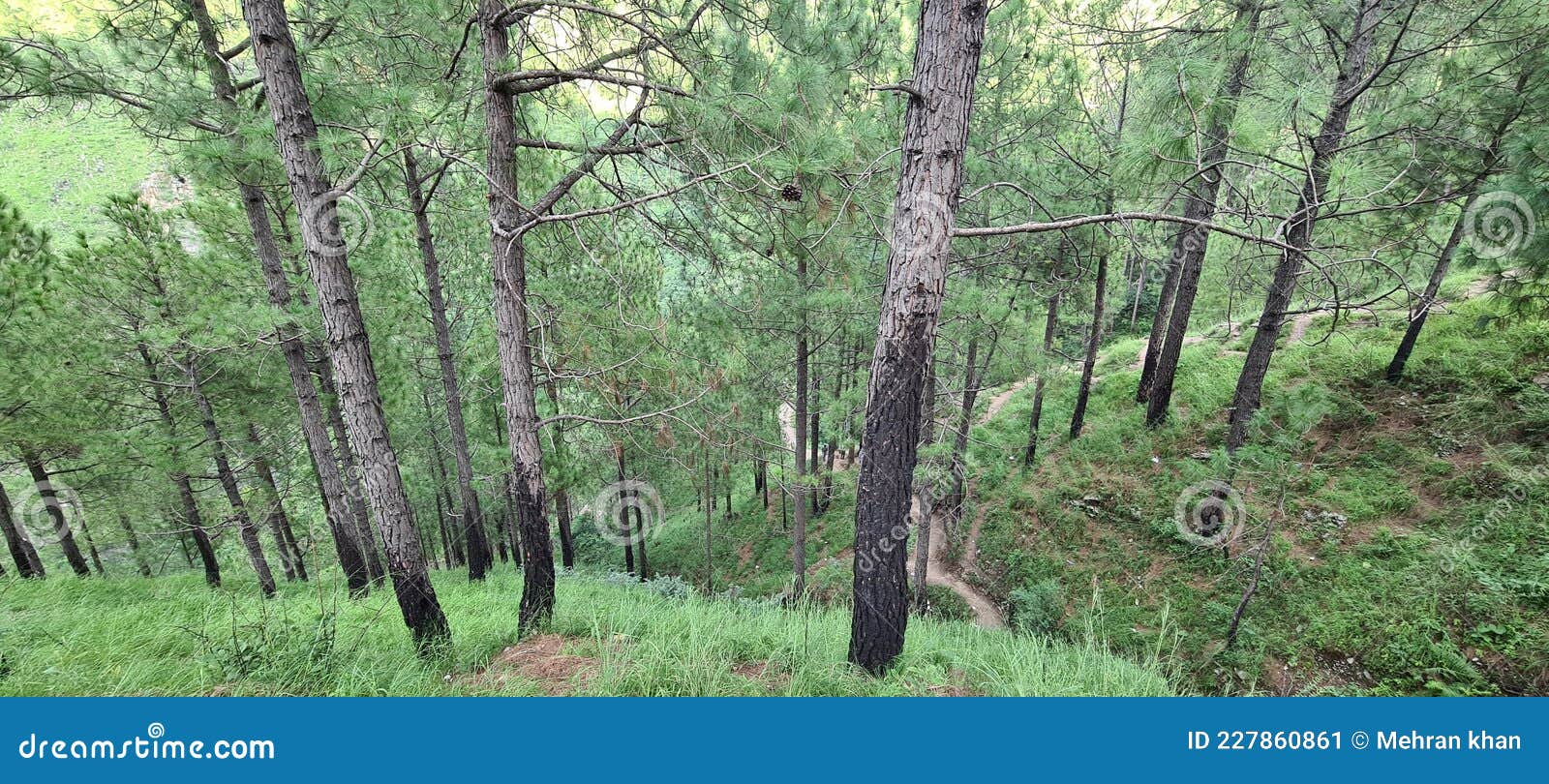 Abbottabad Forest Stock Photos - Free & Royalty-Free Stock Photos from ...