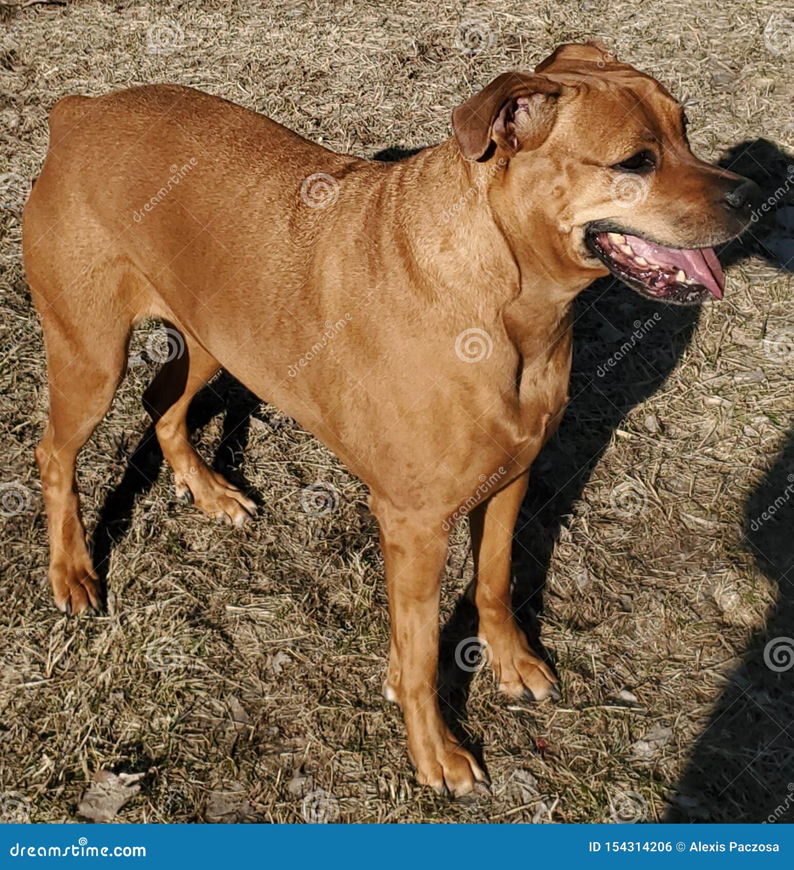 Abby Apenas Que Es Su Perro Típico Foto de archivo - Imagen de apenas ...