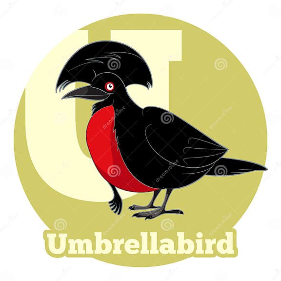 ABC Cartoon Umbrellabird stock vector. Illustration of baby - 95071095
