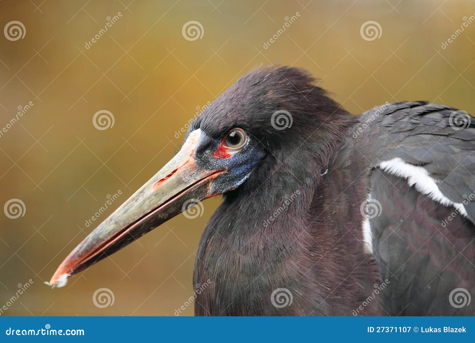Abdim s stork stock image. Image of abdim, nature, body - 27371107