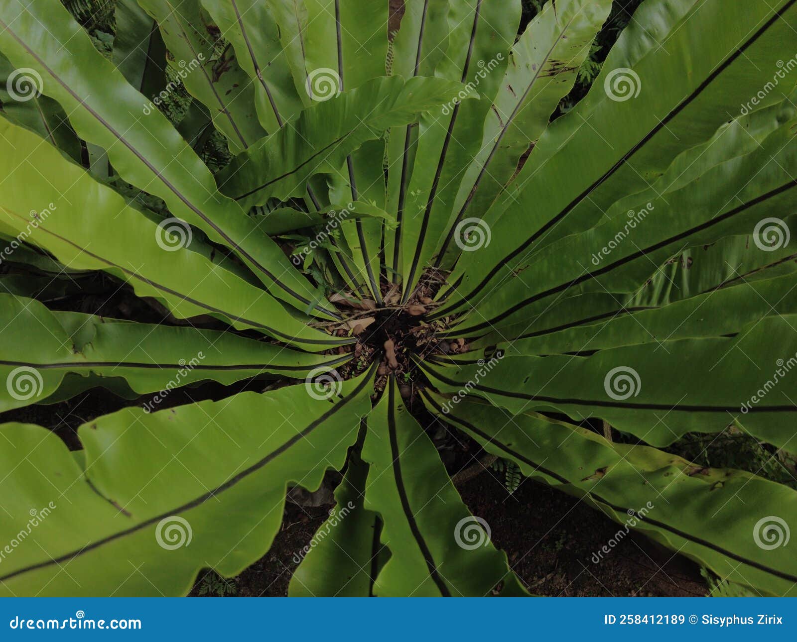 Abdomen Asplenium Nidus Planta Closeup View Imagen de archivo - Imagen ...