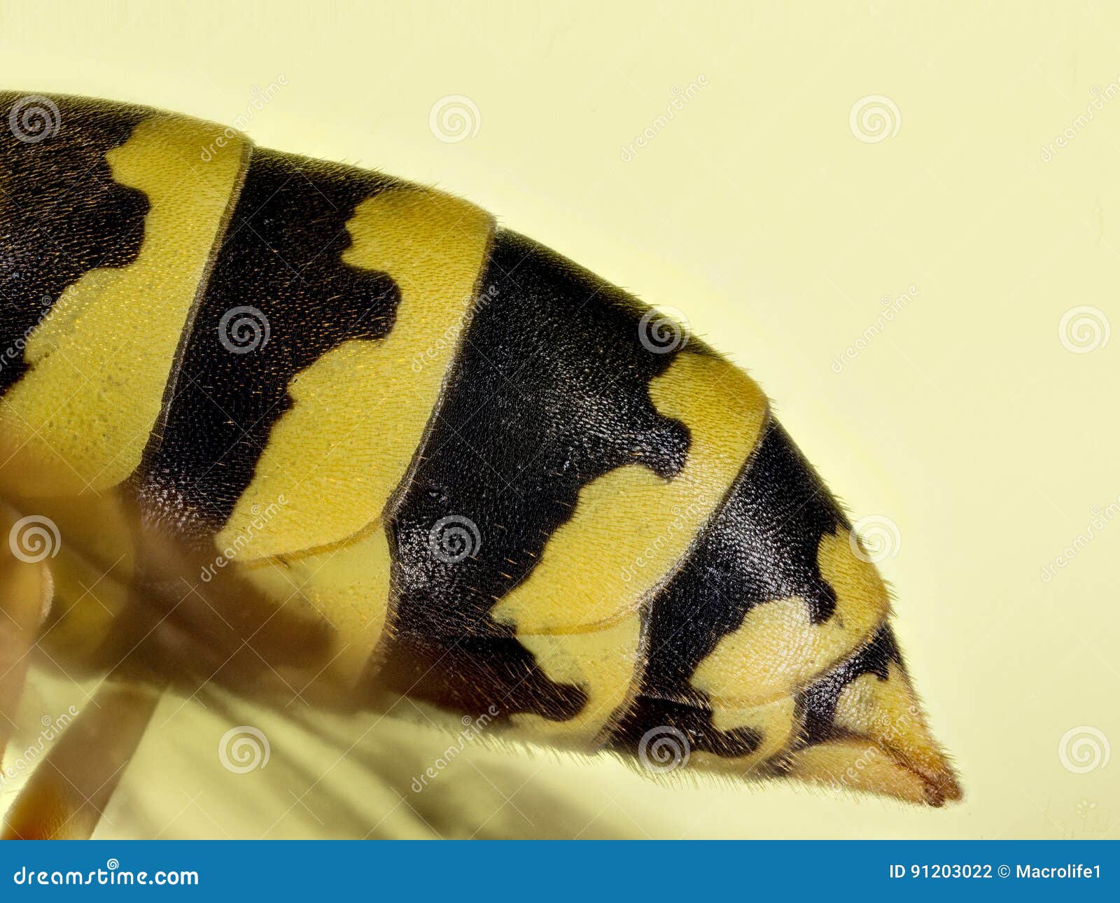 Abdomen of a common wasp stock photo. Image of fragility - 91203022
