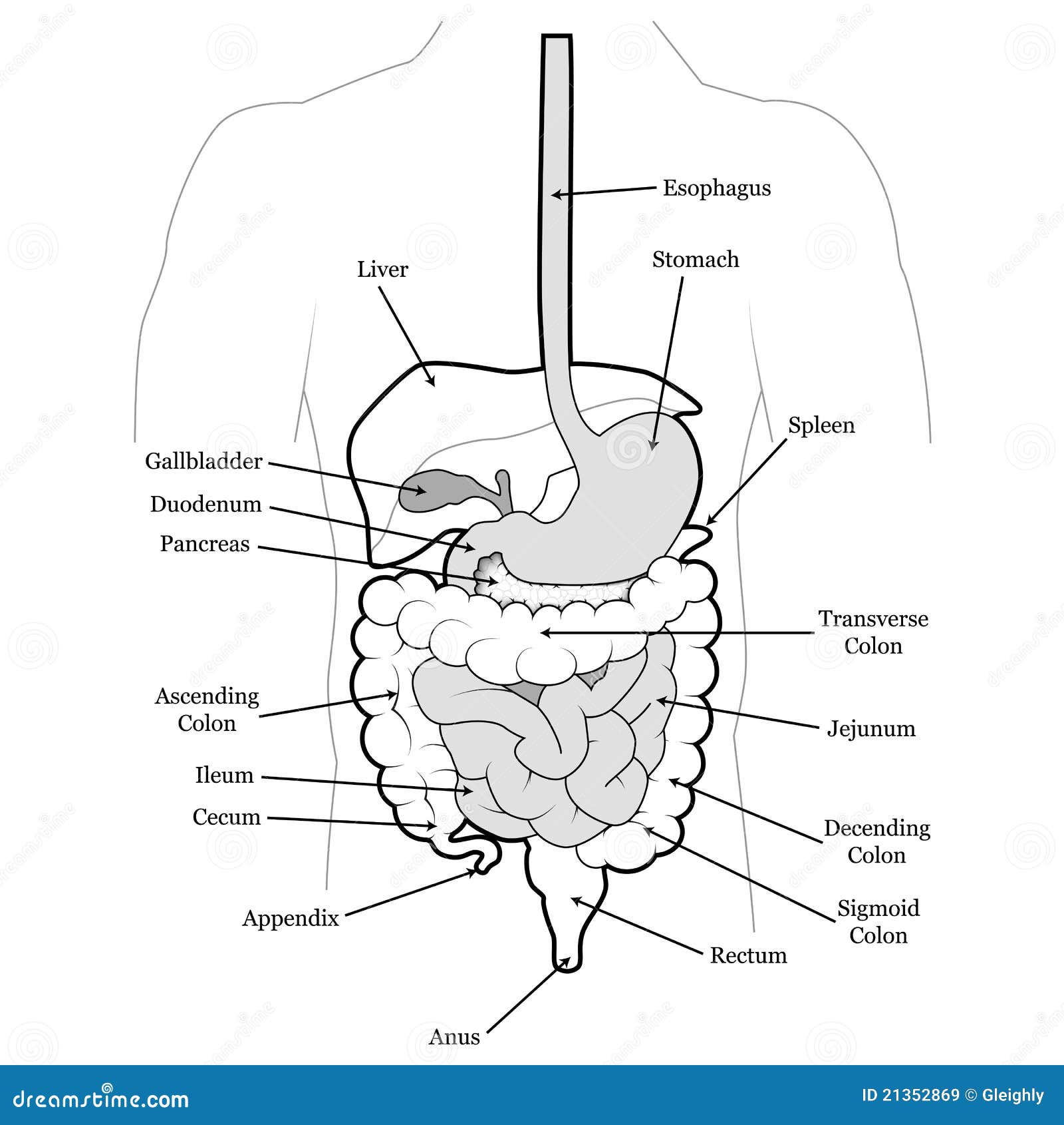 Abdomen humano ilustración del vector. Ilustración de colon - 21352869