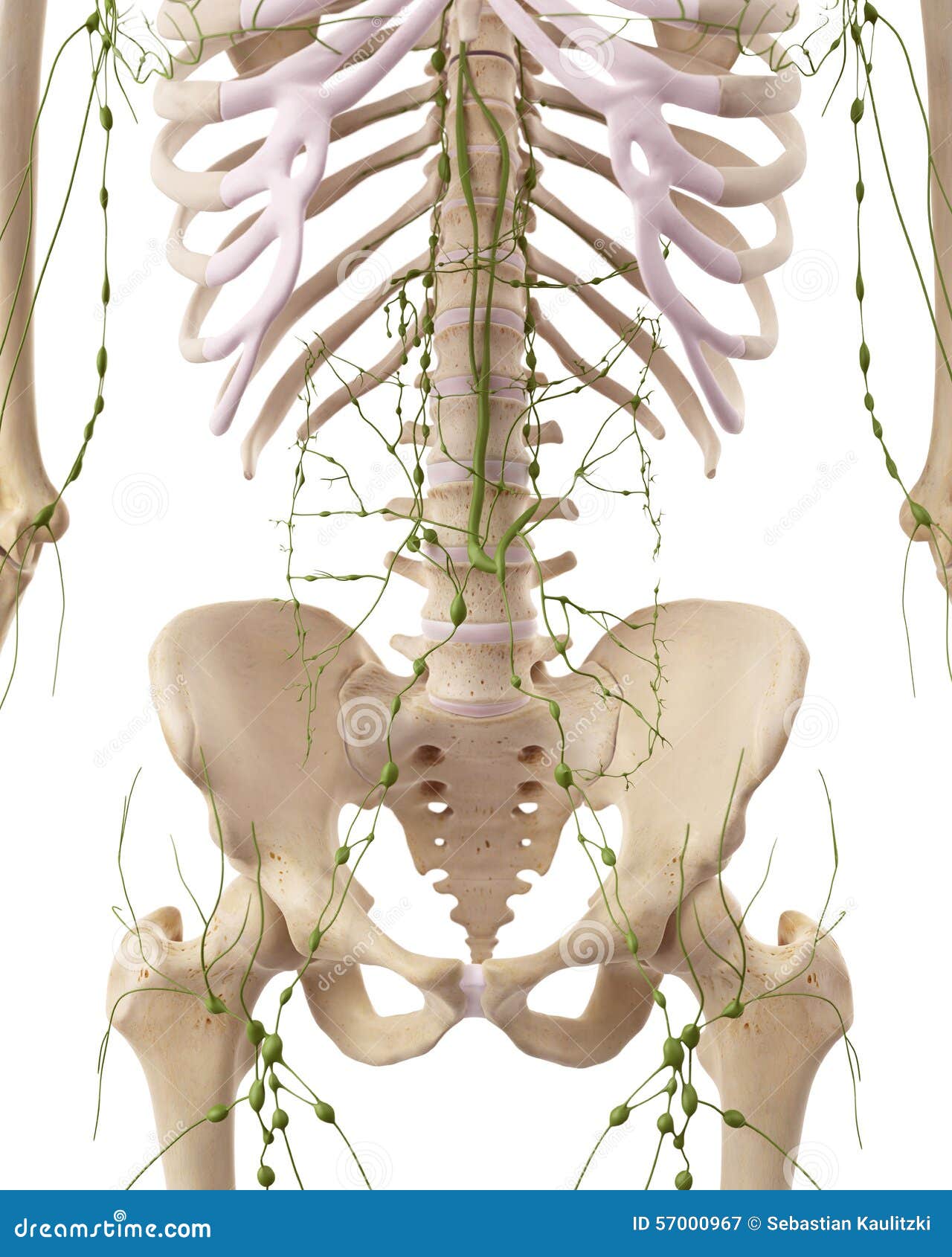 Lymph Nodes With Body Posterior View Stock Photography | CartoonDealer ...