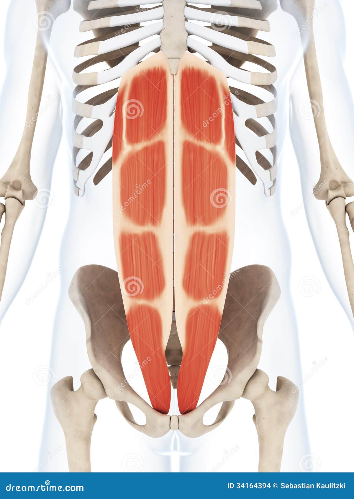 The Abdominal Muscles Royalty-Free Cartoon | CartoonDealer.com #39791339