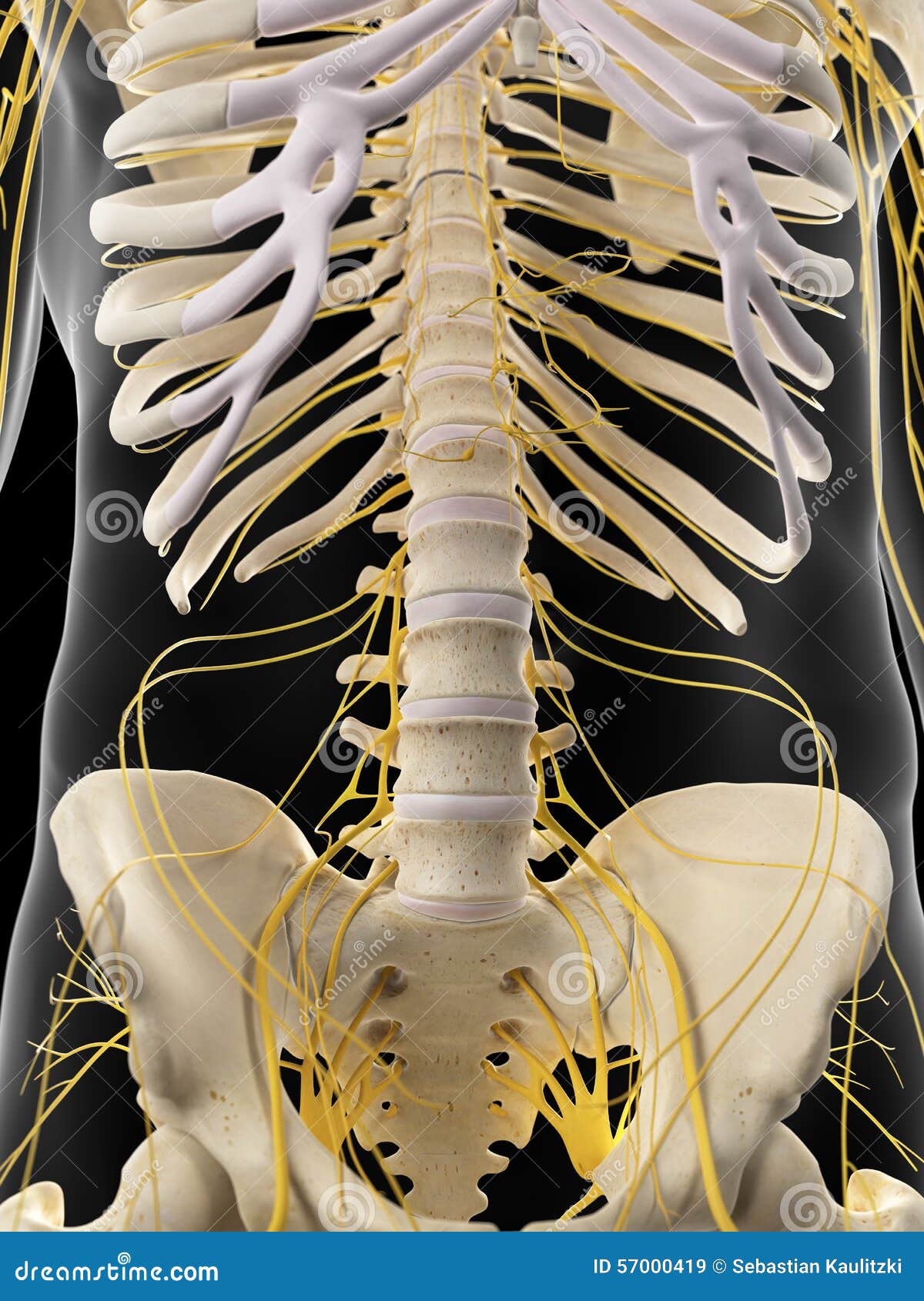 The abdominal nerves stock illustration. Illustration of joint - 57000419
