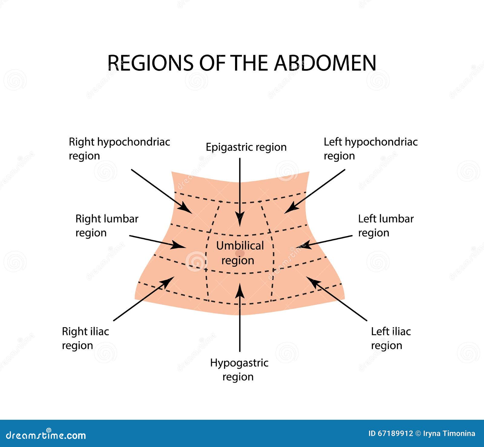 Quadranten Bauch The Human Body, Anatomical Terminology, Planes And