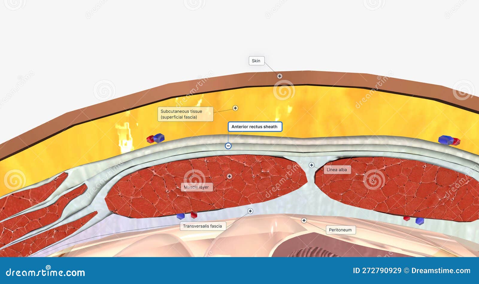 The Abdominal Wall is Made Up of a Set of Layered Structures that ...