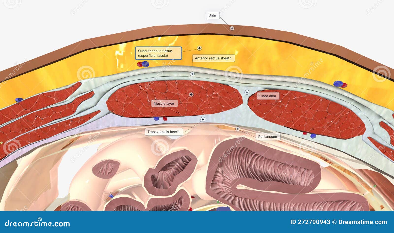 The Abdominal Wall is Made Up of a Set of Layered Structures that ...
