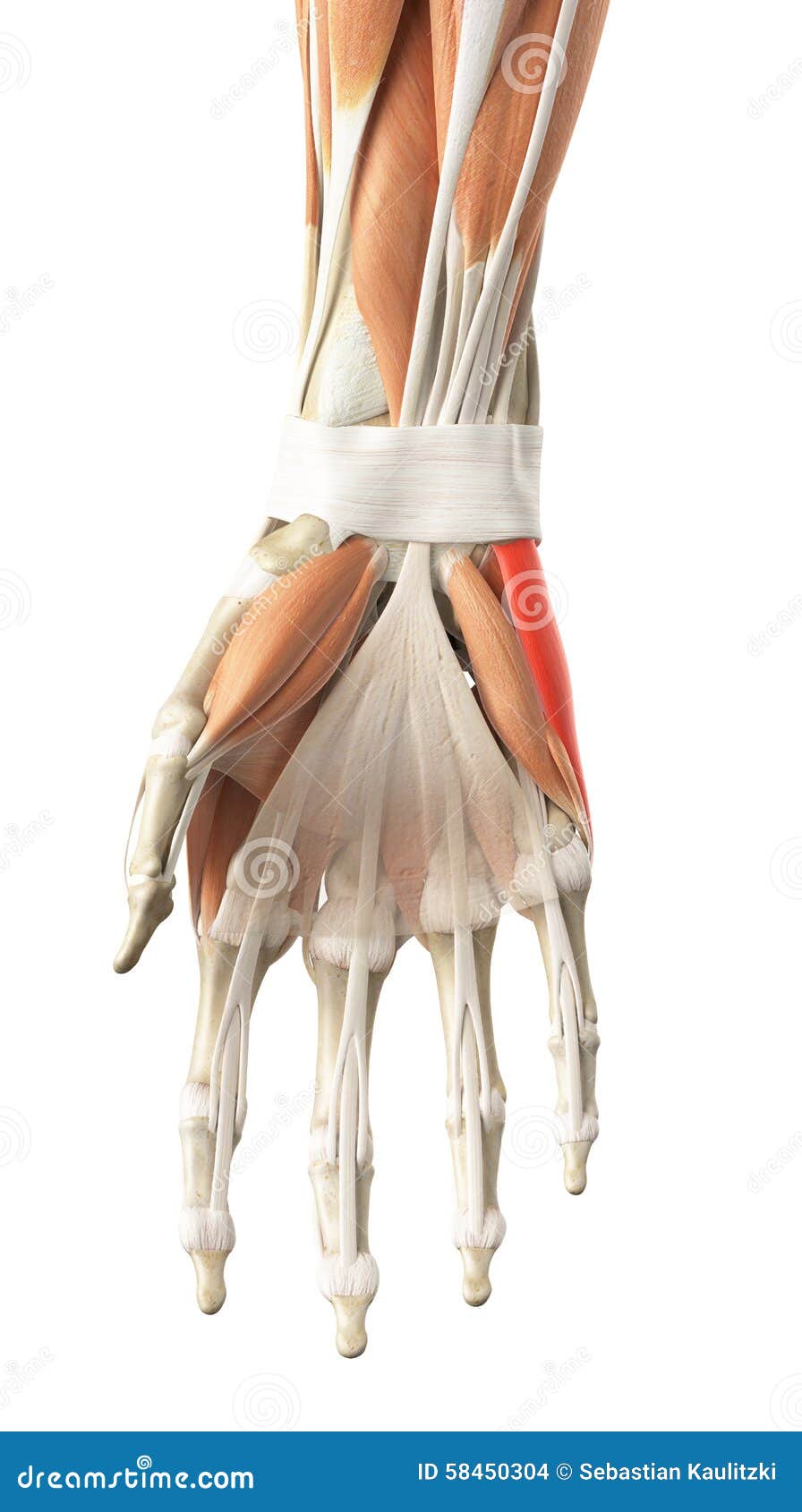 The abductor digiti minimi stock illustration. Illustration of ...