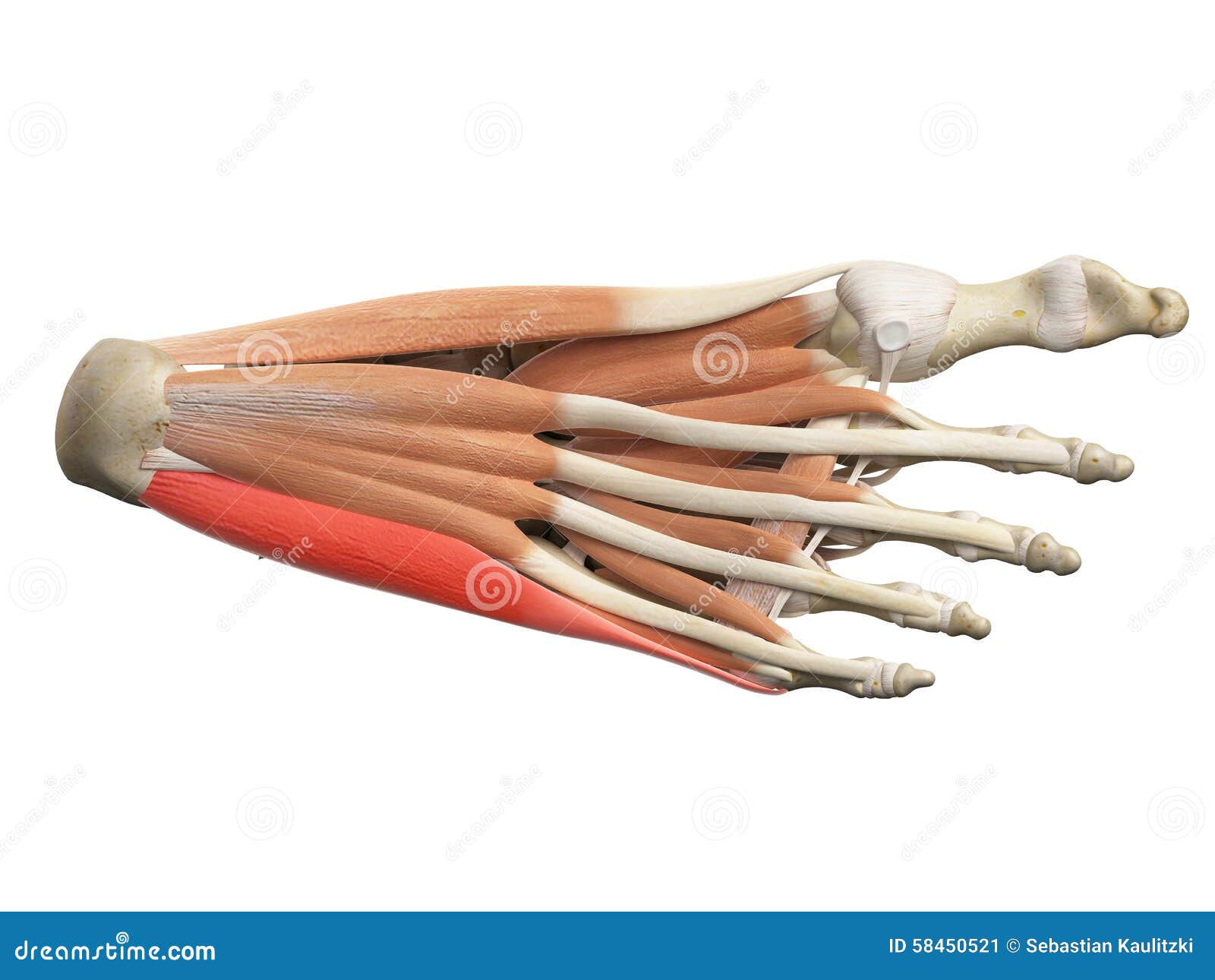 The abductor digiti minimi stock illustration. Illustration of fitness ...